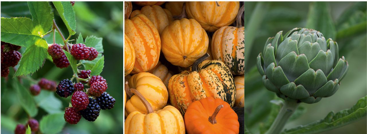 Organic gardening: how to create a successful organic garden | Real Homes