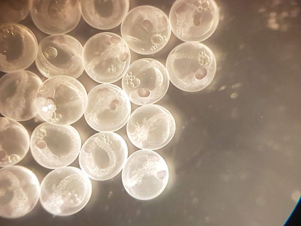 This Fish Just Gave Evolution the Finger and Got Pregnant | Live Science