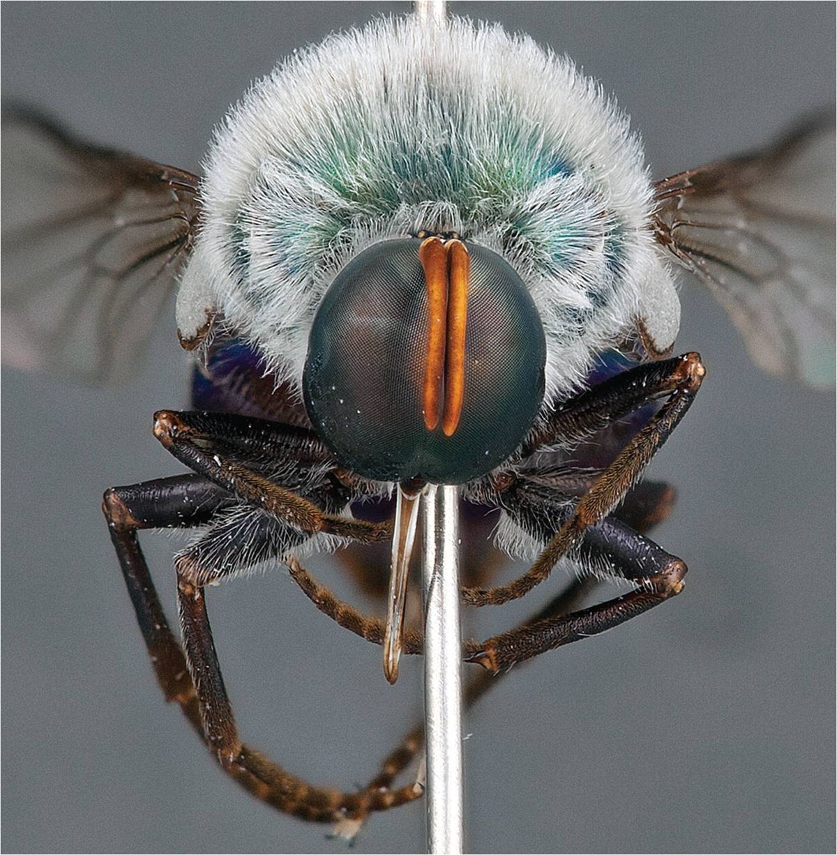 Images of Spider Flies | Parasitic Insects | Spider Parasites: Page 2 ...