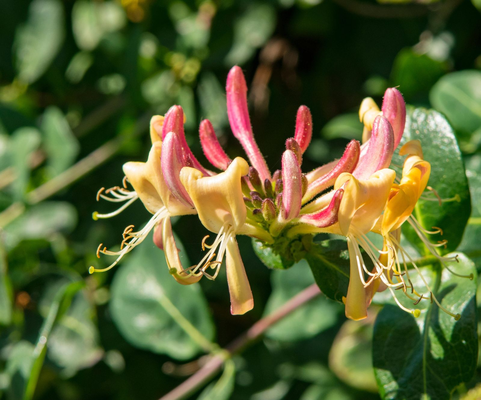 10 best honeysuckles to plant in your yard | Homes and Gardens