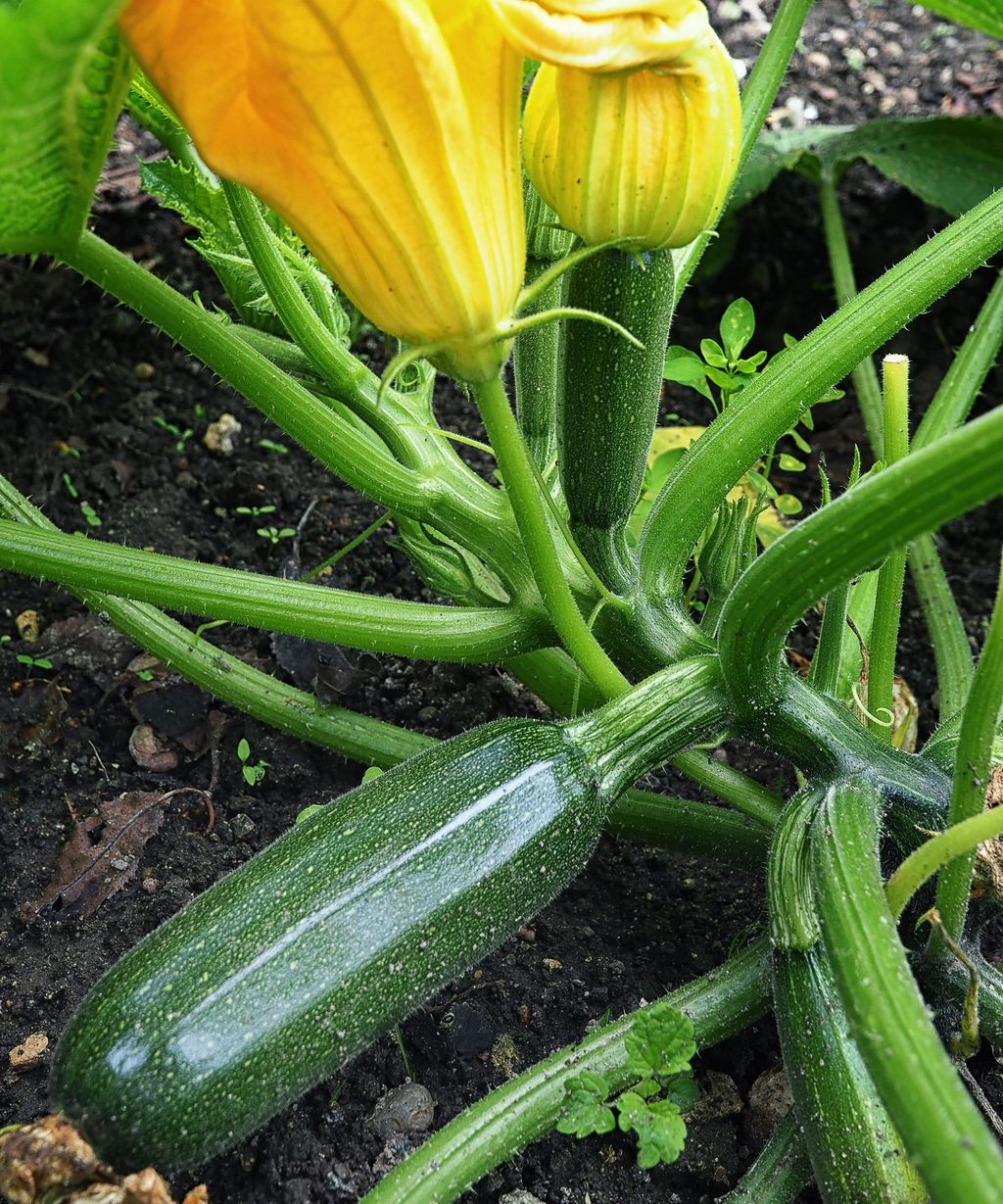How to choose the best fertilizer for a vegetable garden | Homes and ...