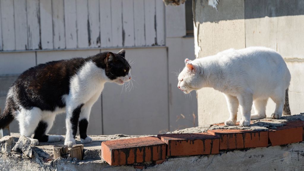 How far do cats roam? Behaviorist reveals what they’re up to | PetsRadar