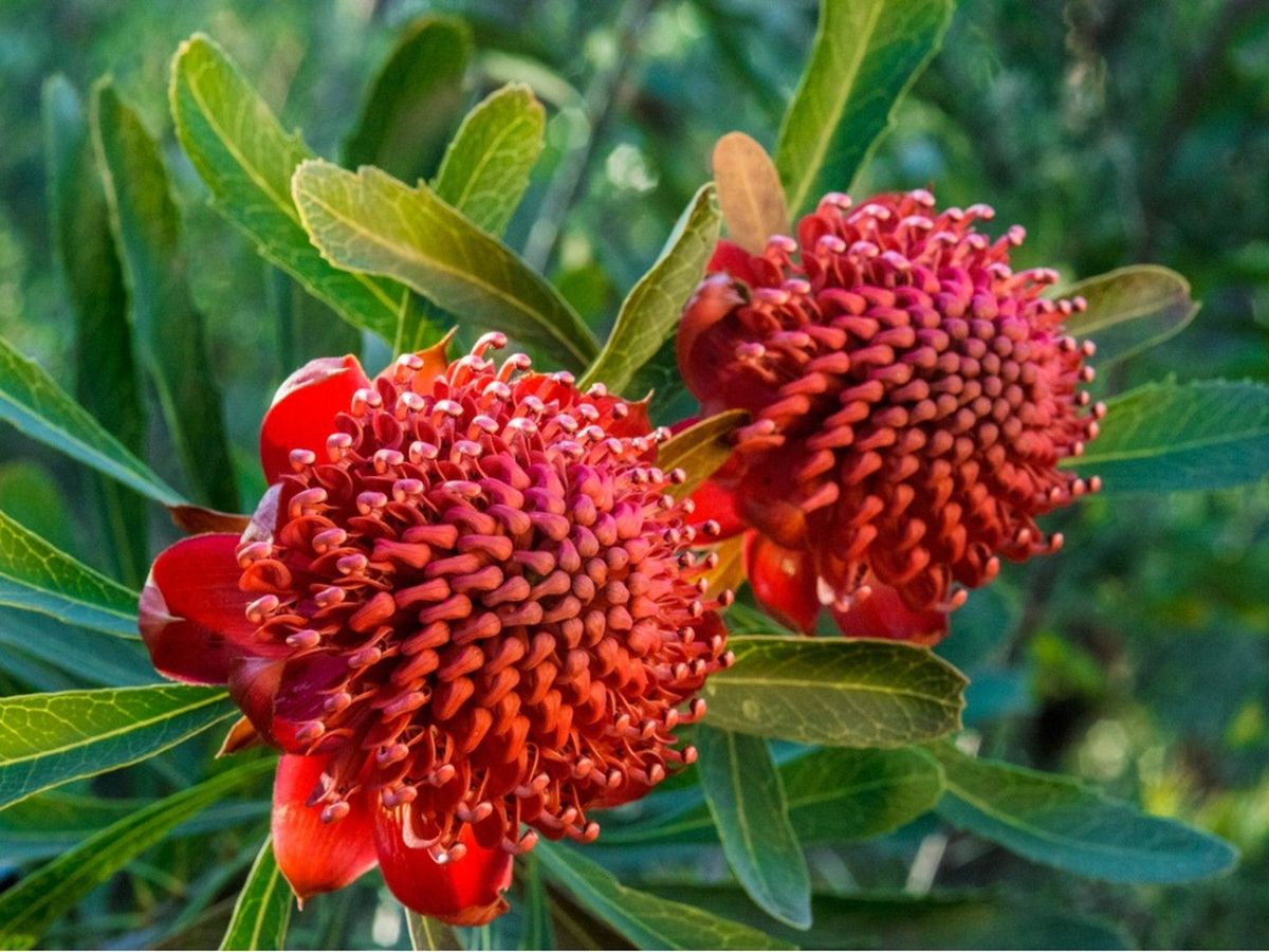 Learn To Grow Telopea Speciossima At Home | Gardening Know How