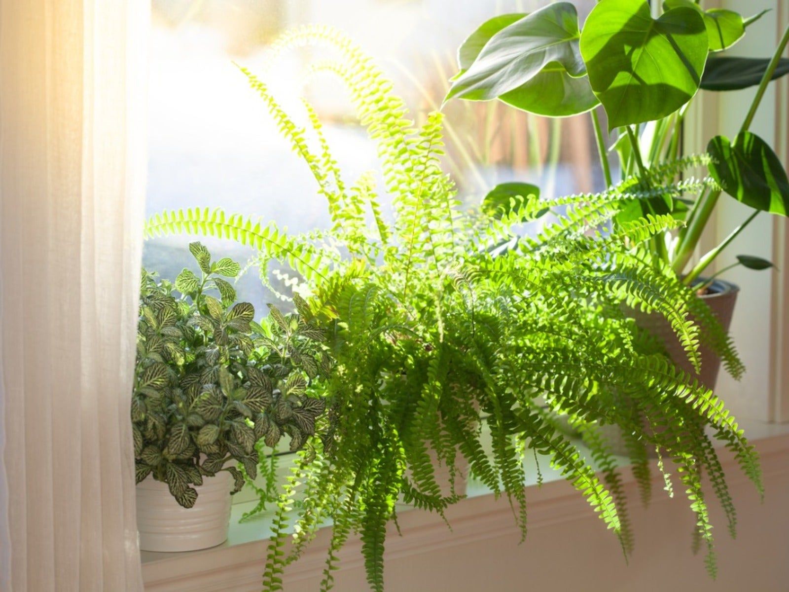 When To Feed Fern Houseplants: Best Fertilizer For Indoor Ferns ...