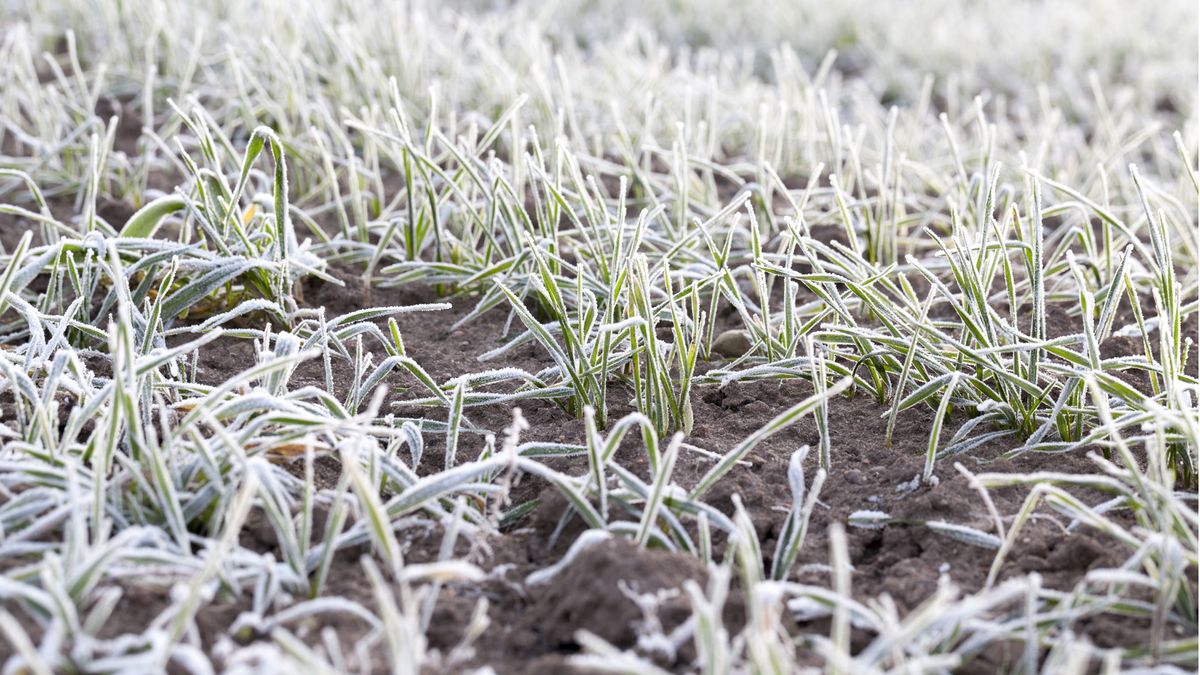 How to stop soil freezing in winter: Expert tips | Homes and Gardens