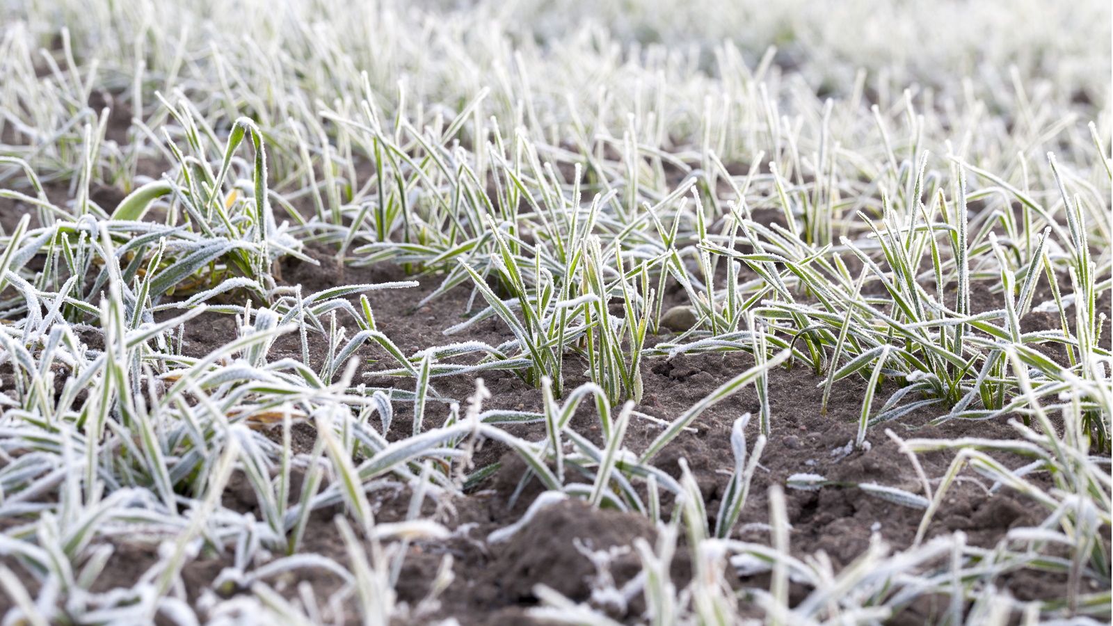 How to stop soil freezing in winter: Expert tips | Homes and Gardens