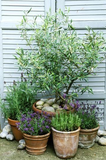 10 fuss-free shrubs for small gardens | Gardeningetc