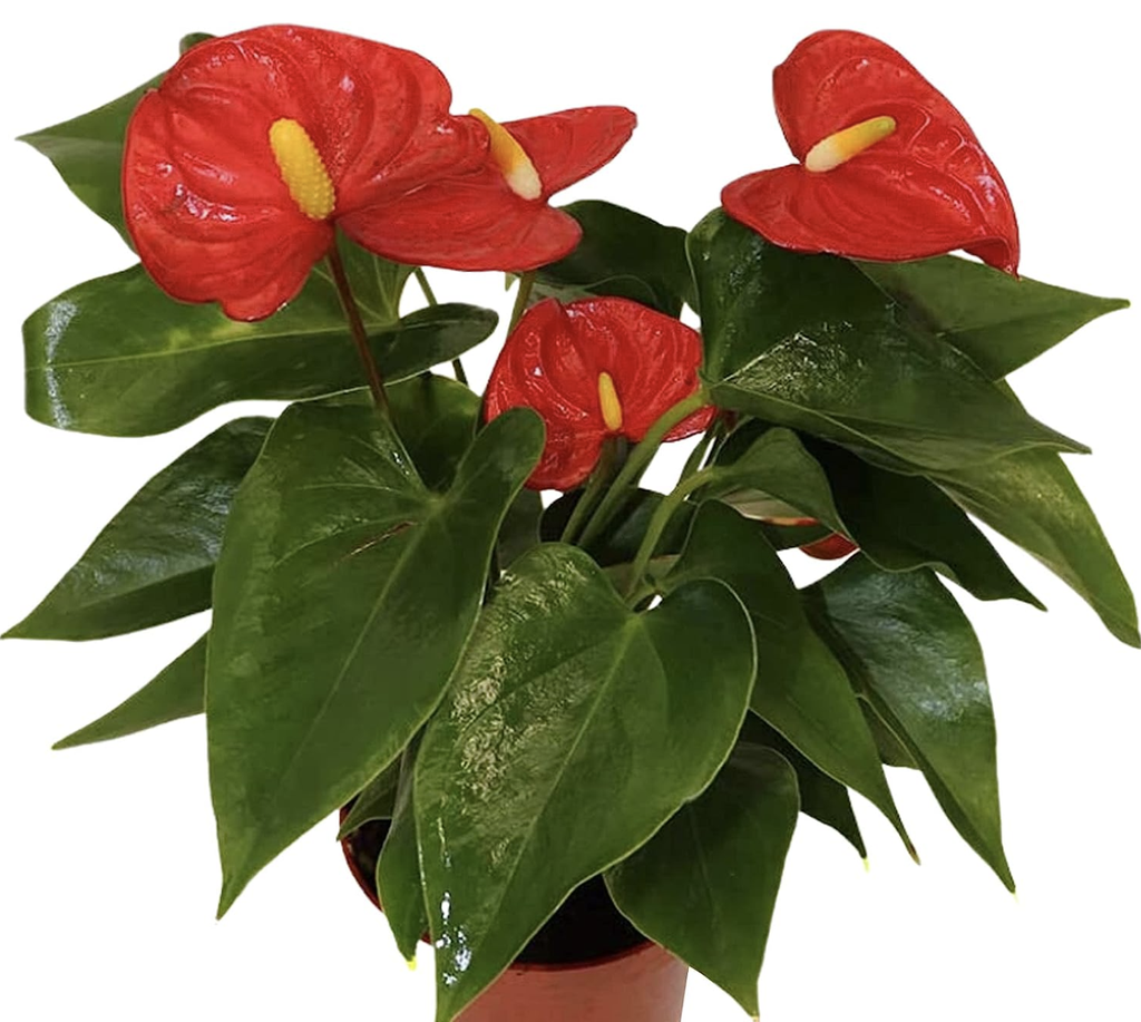8 tropical flowers to grow indoors and make your home feel way more ...