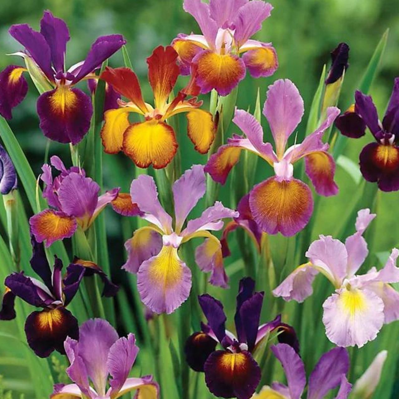 When to plant iris bulbs - what the experts say | Ideal Home