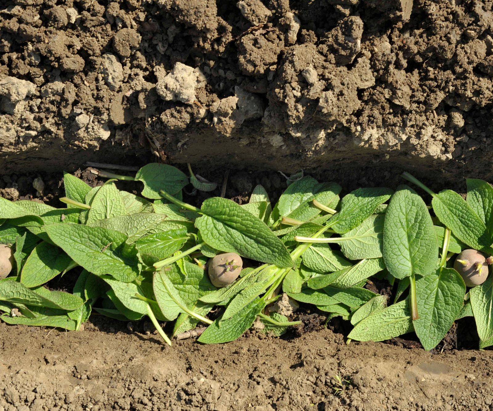 How to make comfrey fertilizer: a natural way to boost plants | Homes ...