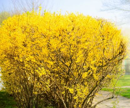 How to grow forsythia: expert tips | Homes and Gardens