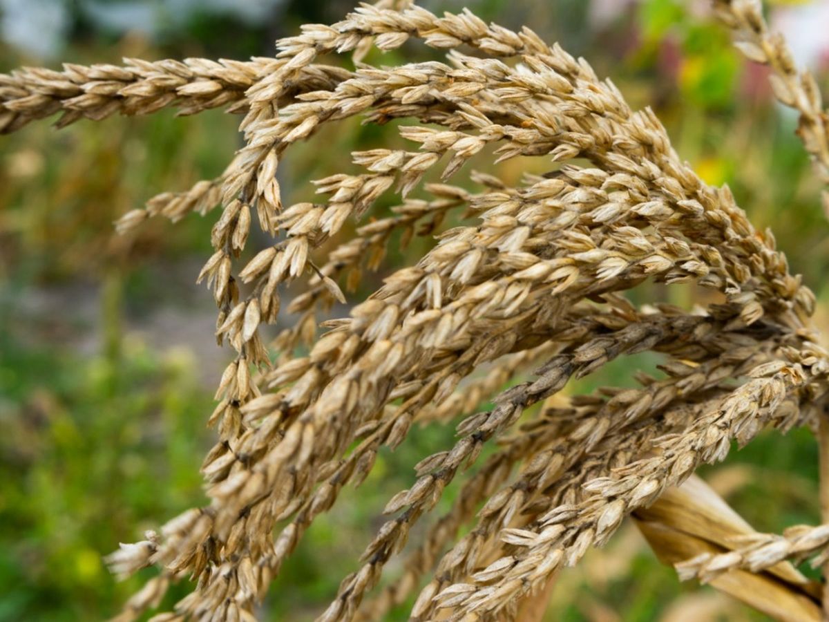 Hand Pollinating Corn: How To Pollinate Corn | Gardening Know How