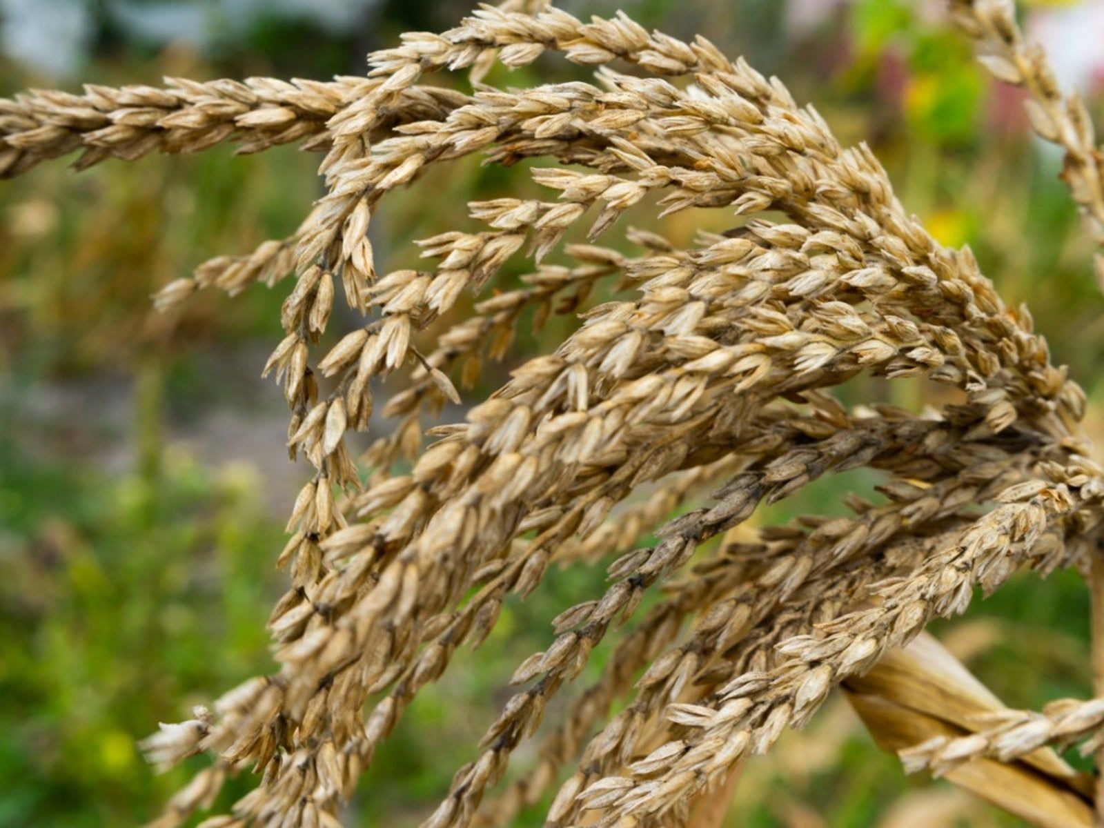 Hand Pollinating Corn: How To Pollinate Corn | Gardening Know How