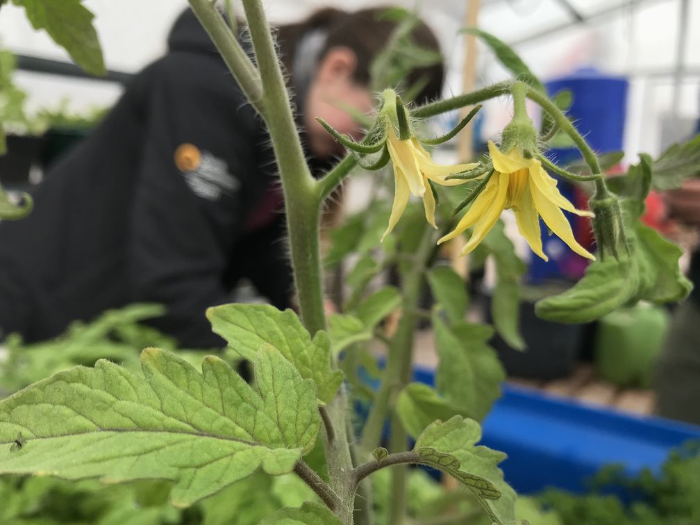 On a Simulated Mars, Botanist Wants to Bring Some Green to the Red ...