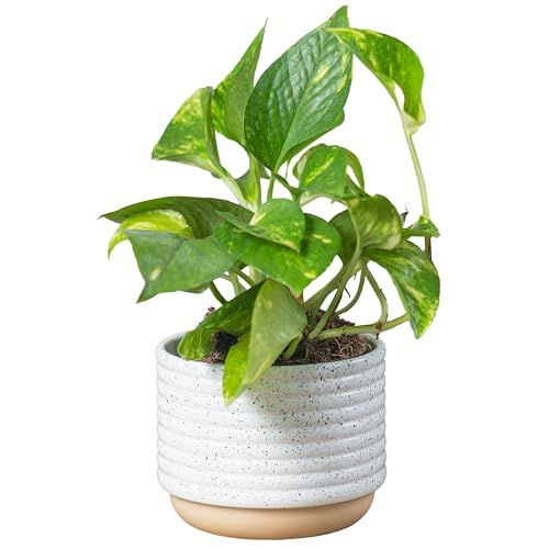 How to Care for a Pothos Plant: An Expert Guide | Livingetc