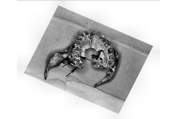 Philip Who? A Gallery of Mystery Bones | Live Science