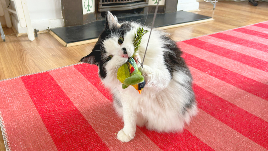Best catnip toys we tried and tested – and are worth it! | PetsRadar