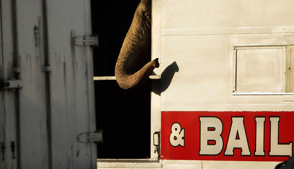 The sublime nobility of the circus elephant | The Week