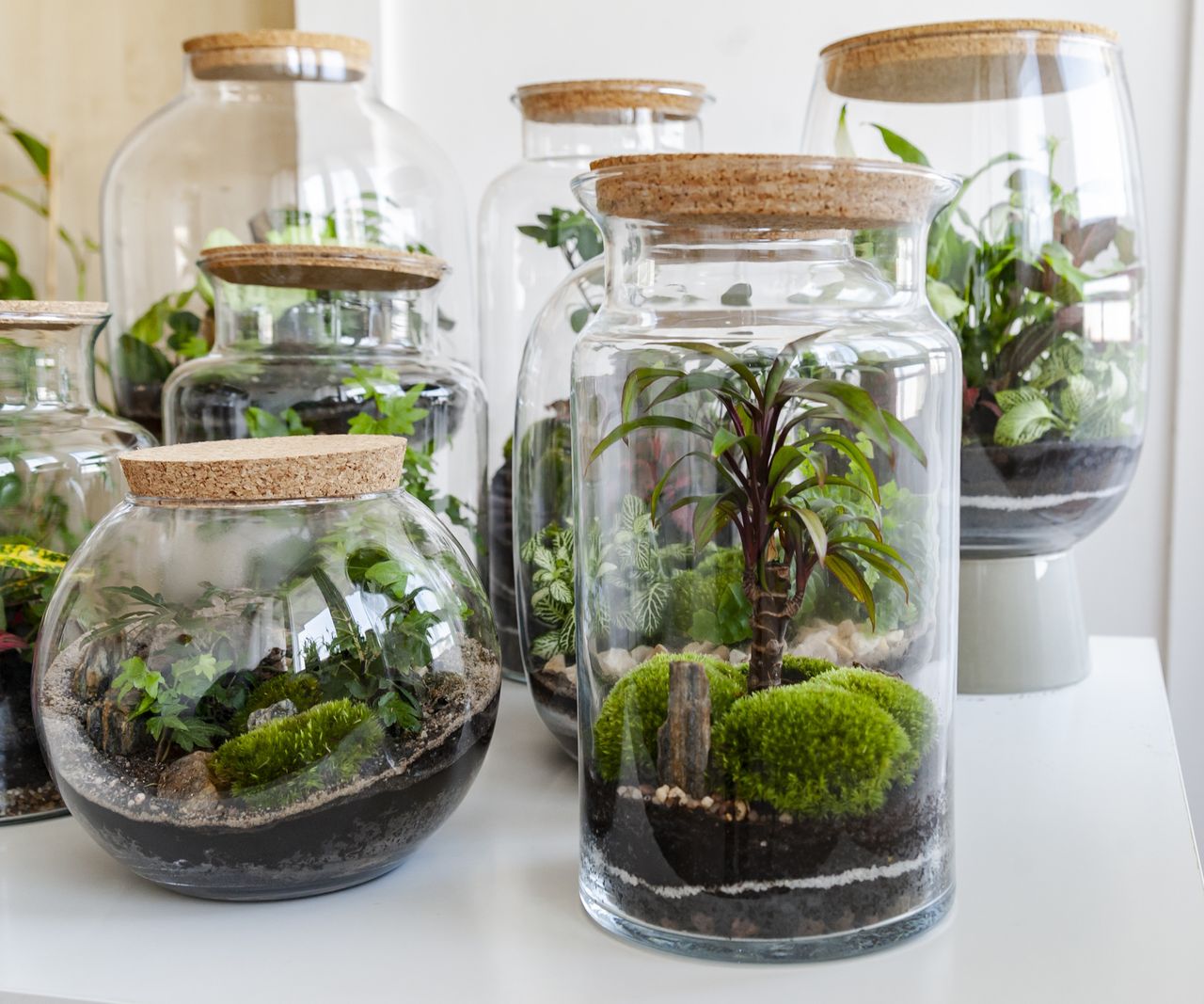 Closed vs open terrariums – an expert explains which is best | Homes ...