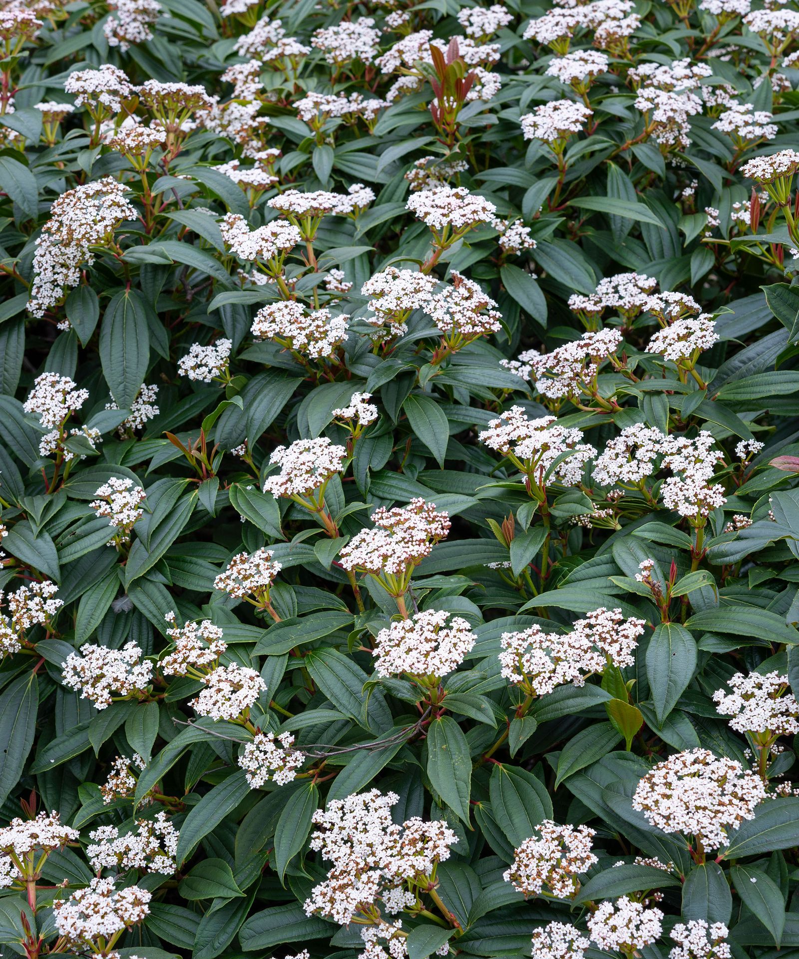 Landscaping shrubs: 10 varieties to add instant impact | Homes and Gardens