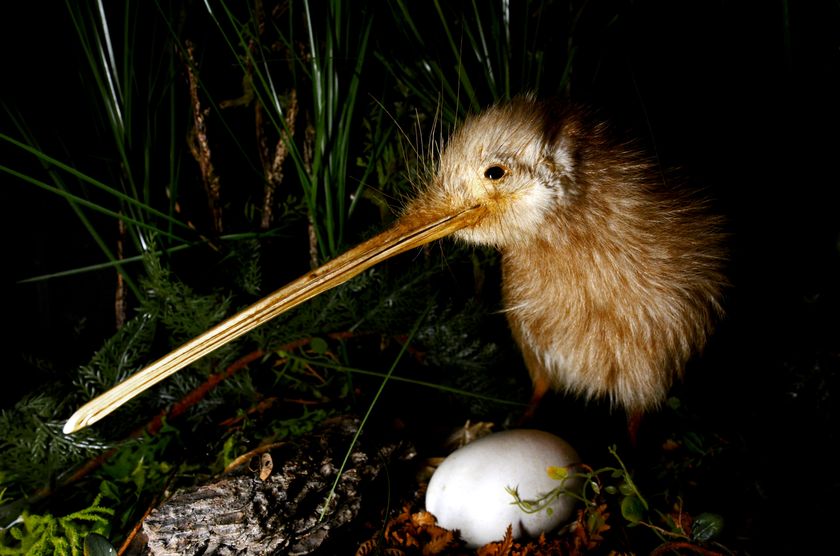 Amazing photos of nocturnal animals | Live Science