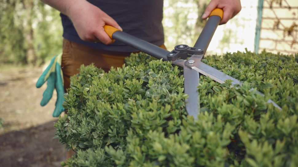 5 expert tips for shaping your hedge like a professional | Tom's Guide