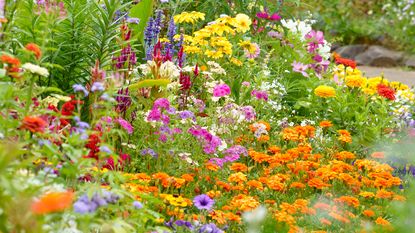 7 Flowers to Sow in September for a Vibrant Garden Next Year ...