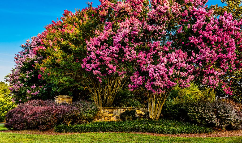 Best trees for front yards: 10 varieties to suit all gardens | Homes ...