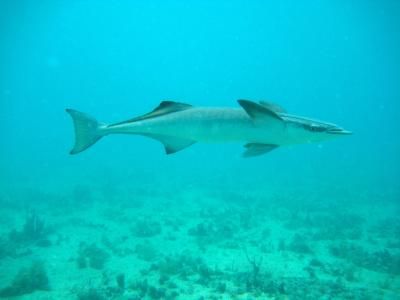 How Remora Fish Get Their Bizarre Suckers | Live Science