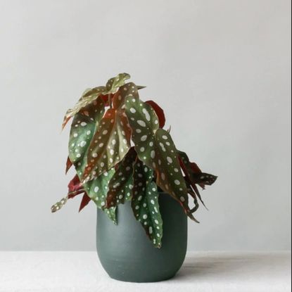 How to care for a polka-dot begonia | Ideal Home