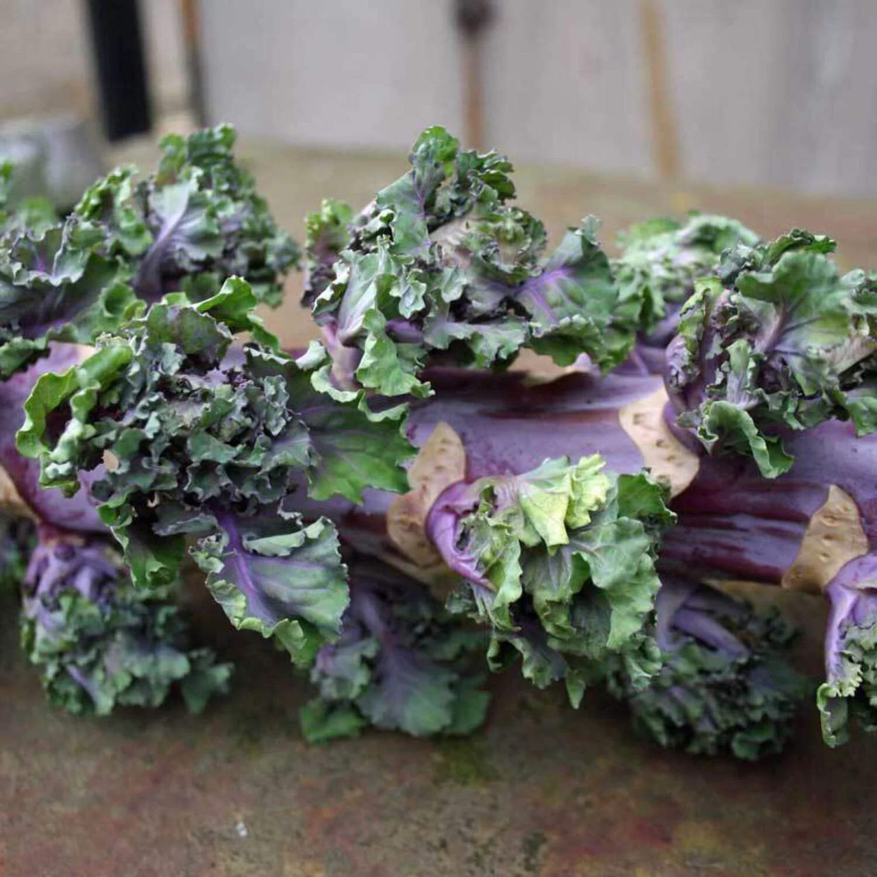 How to grow kalettes - tips for a successful crop | Homes and Gardens