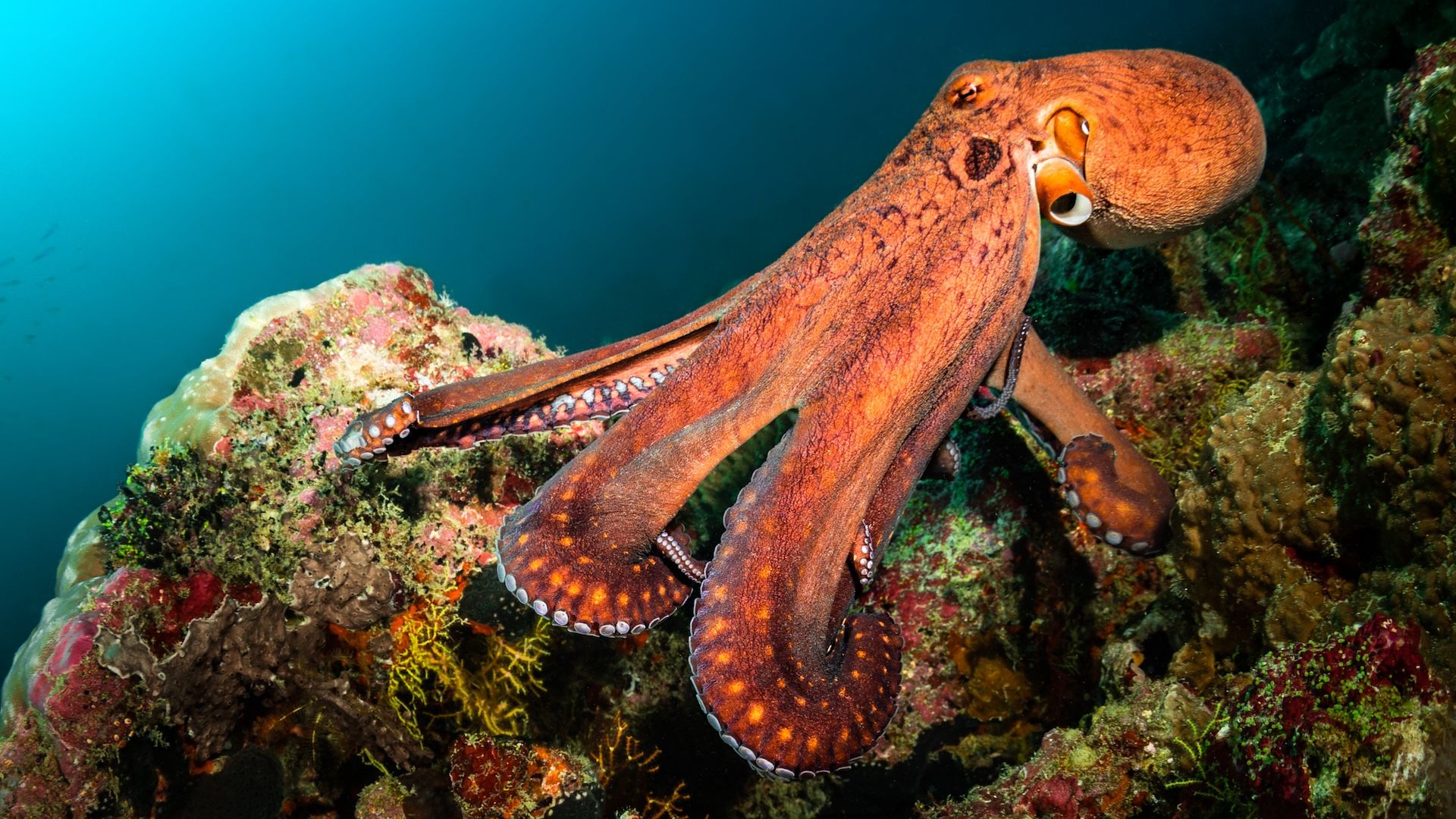 Octopuses: News, features and articles | Live Science