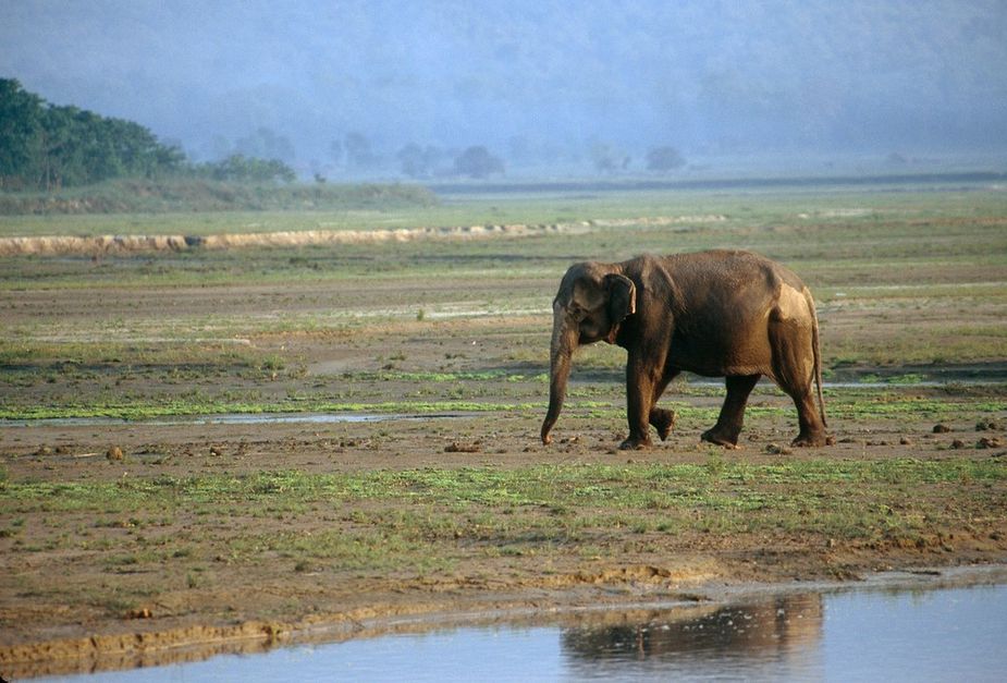 50 of the most endangered species on the planet | Live Science