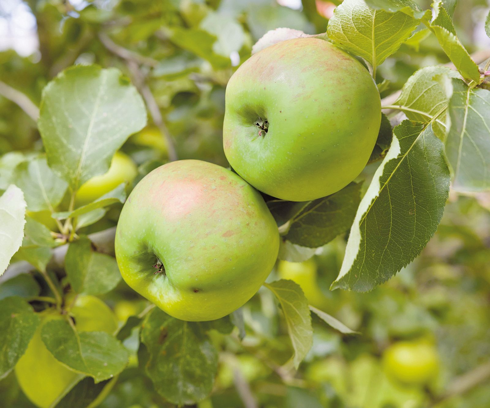 When to pick apples - expert tips to pick perfect fruits | Homes and ...