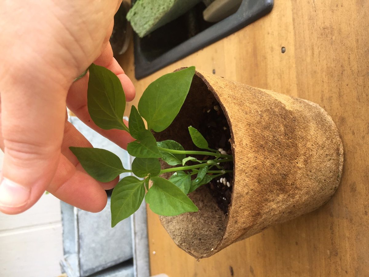 What Is Thigmomorphogenesis - Does Tickling Plants Help Them Grow ...