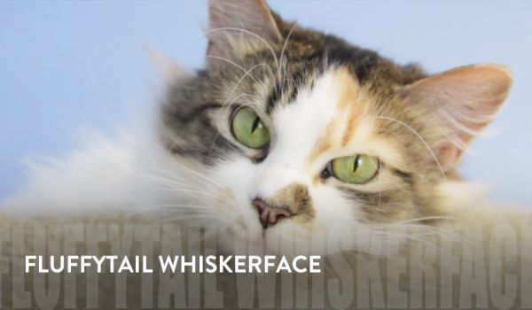 Watch Key And Peele Hilariously Name A Bunch Of Adoptable Kittens In ...