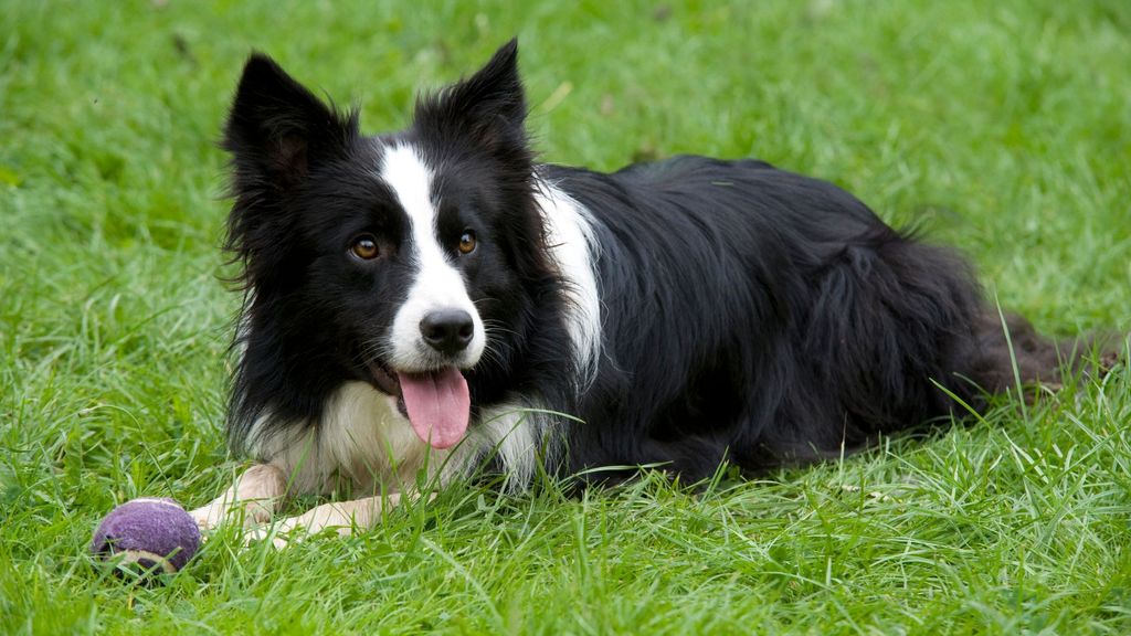 Best family dog breeds for families of all shapes and sizes | PetsRadar
