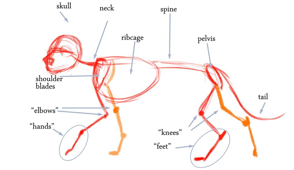 How to draw a dog | Creative Bloq