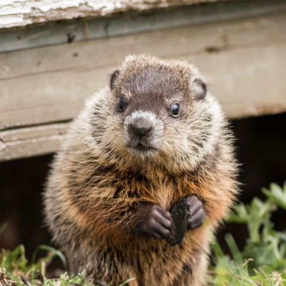 10 Fun Facts About Spring - Celebrating Groundhog Day In The Garden ...