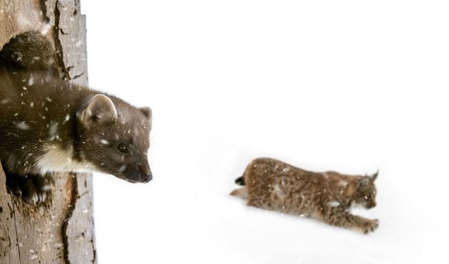 The 10 most bizarre football pitch invasions of all time | FourFourTwo