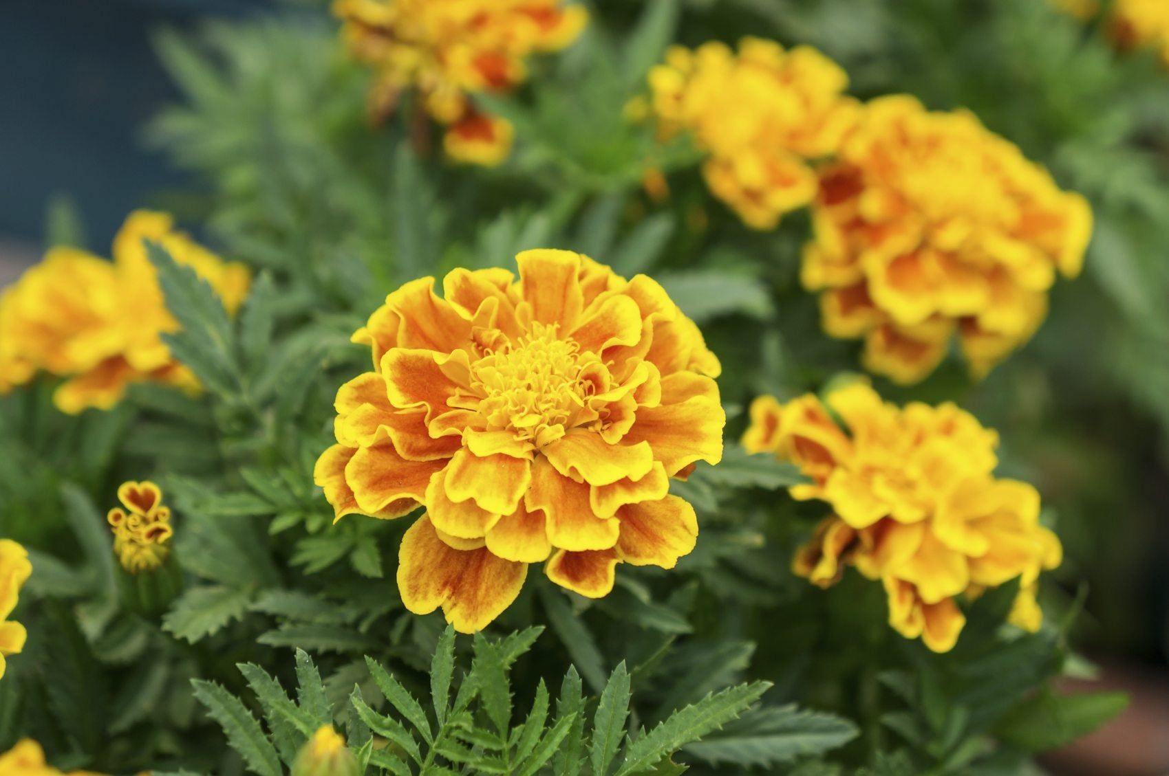 Marigold Plants Not Flowering - Reasons Marigolds Are Not Blooming ...