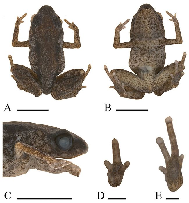 World's Smallest Frogs Tinier Than a Penny | Live Science