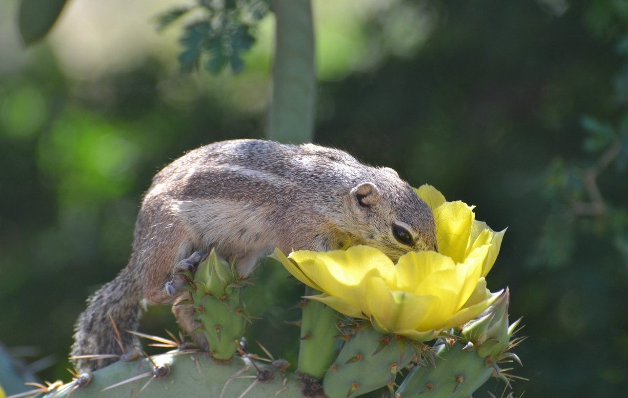 Rodents Feeding On Cactus Plants: Tips On Protecting Cactus From ...