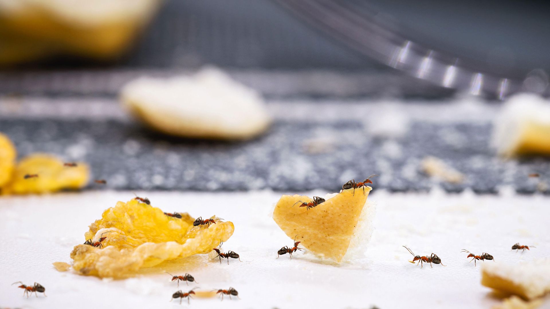 How to get rid of ants in the kitchen: advice from experts