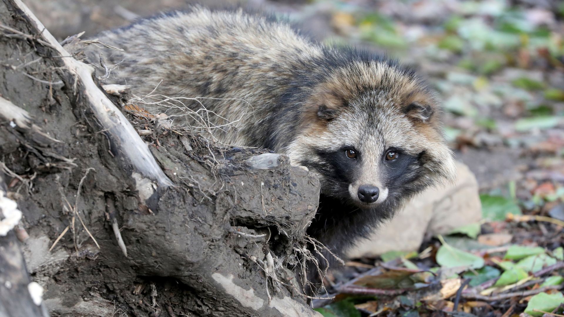 Raccoon dog DNA from Wuhan market supports the idea that COVID came ...