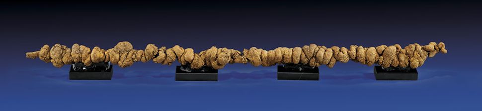 'Longest' Fossilized Poop Drops at Auction House | Live Science