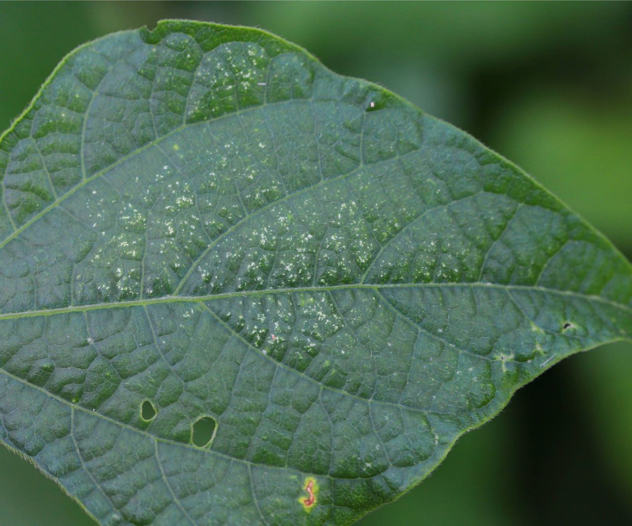 How To Identify And Get Rid Of Spider Mites On Plants | Gardening Know How