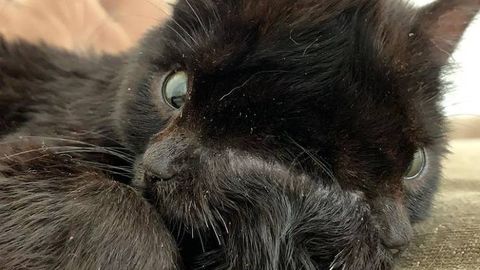 Janus cats: Meet the two-faced cats living their life against the odds ...
