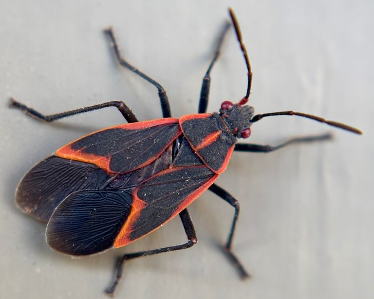How To Get Rid Of Boxelder Bugs Naturally: Best Safe Methods ...