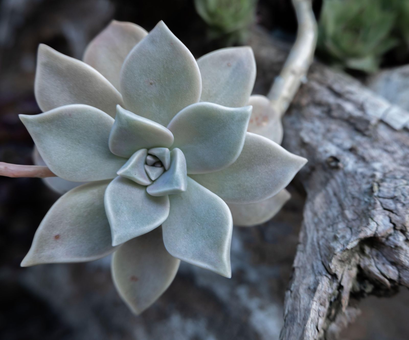 How to grow and care for ghost plants | Homes and Gardens